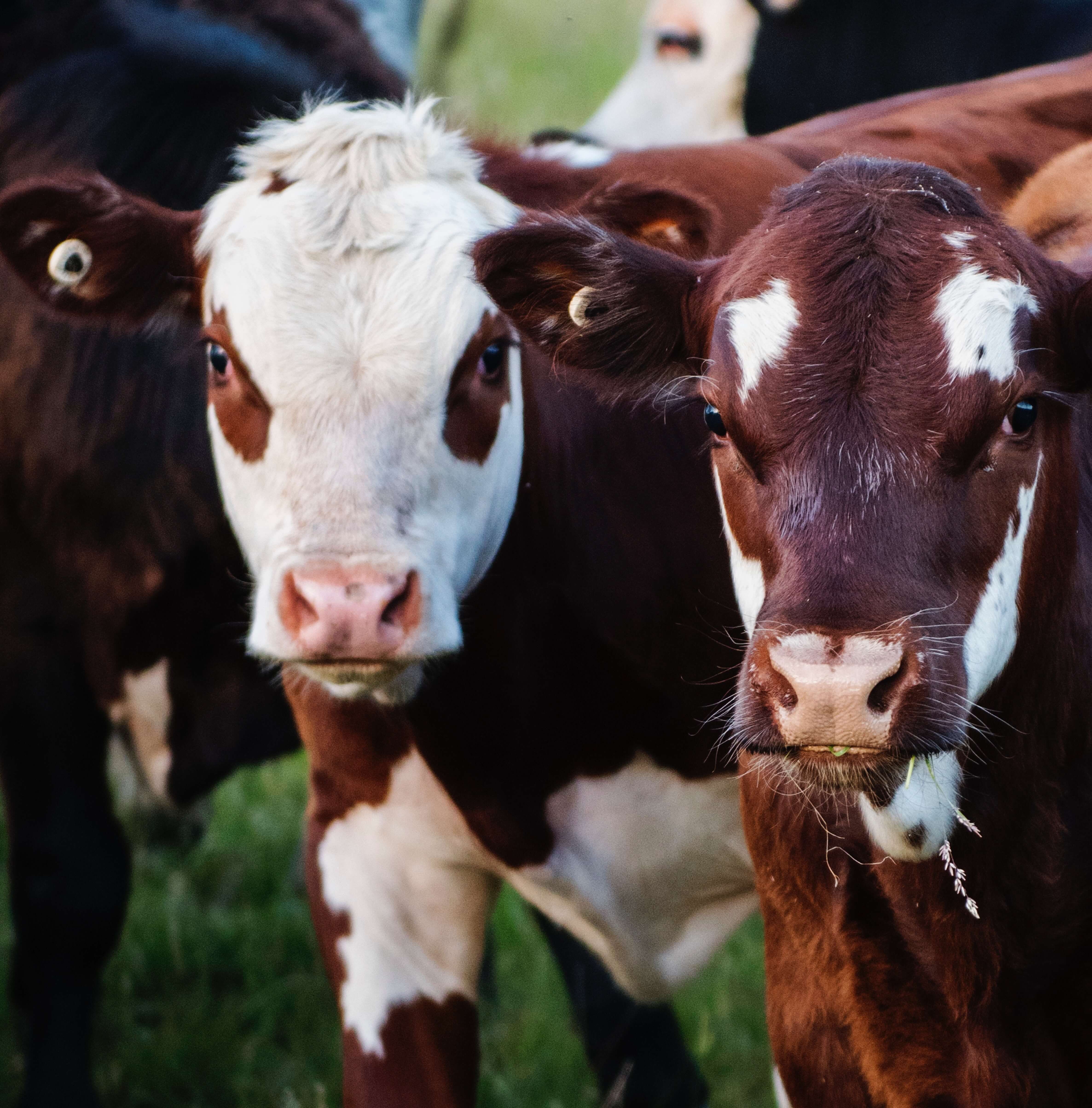 Cattle edge pour un Élevage de Précision